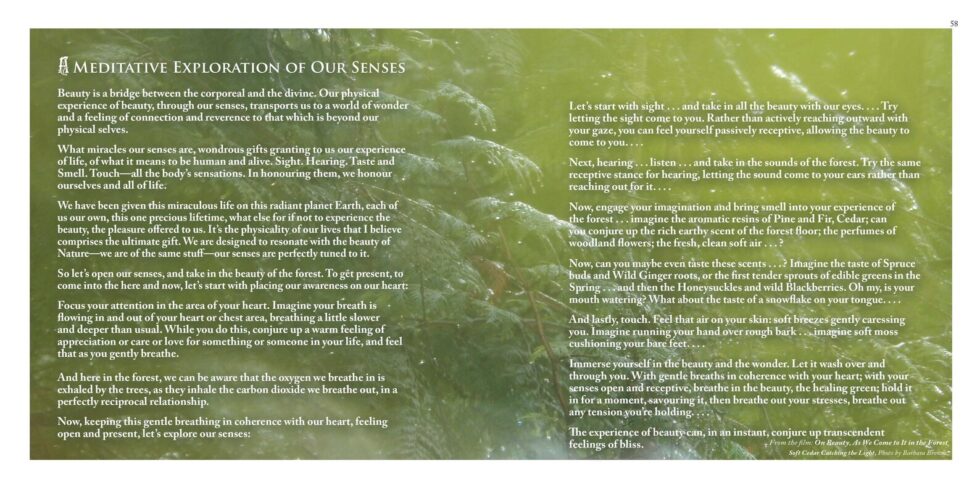 Art & Inspiration | Barbara Brown, Artist of the Forest